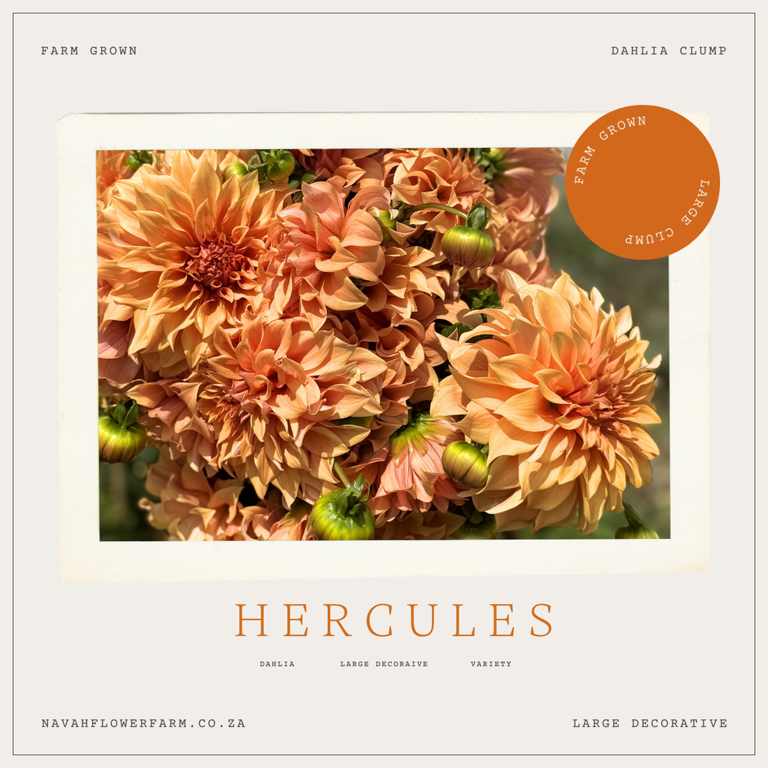 HERCULES - 1 CLUMP – Navah Flower Farm