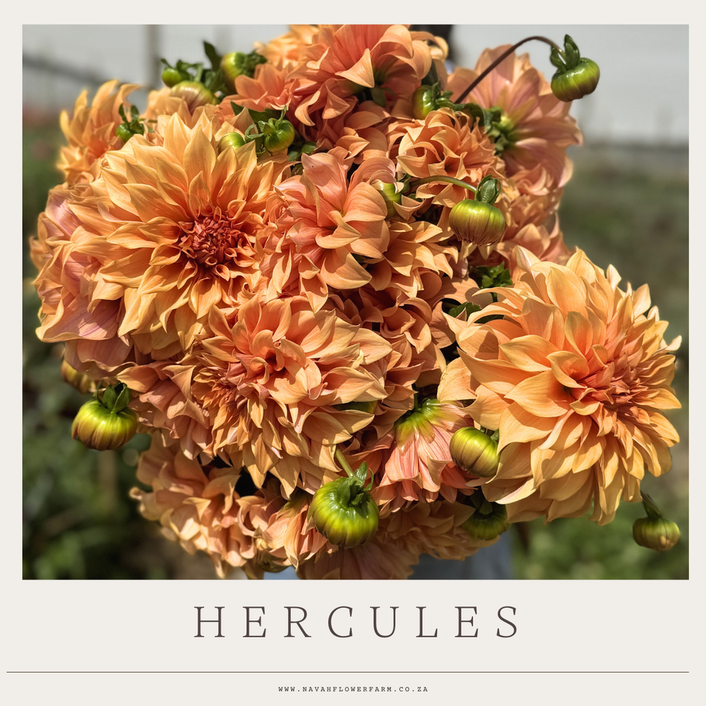 HERCULES - 1 CLUMP – Navah Flower Farm