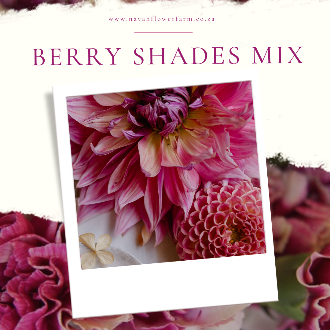 BERRY SHADES MIX - 5 CLUMPS – Navah Flower Farm