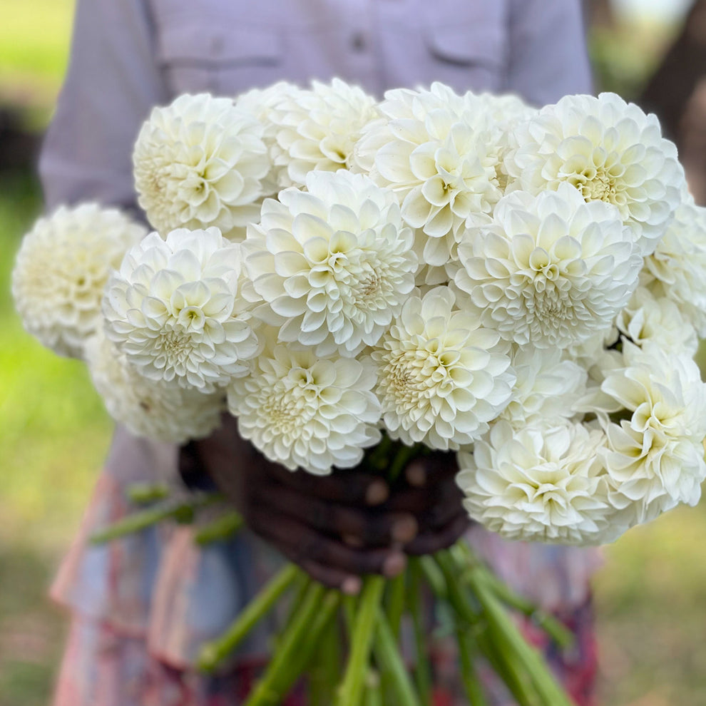 BOOM BOOM WHITE - 1 CLUMP – Navah Flower Farm