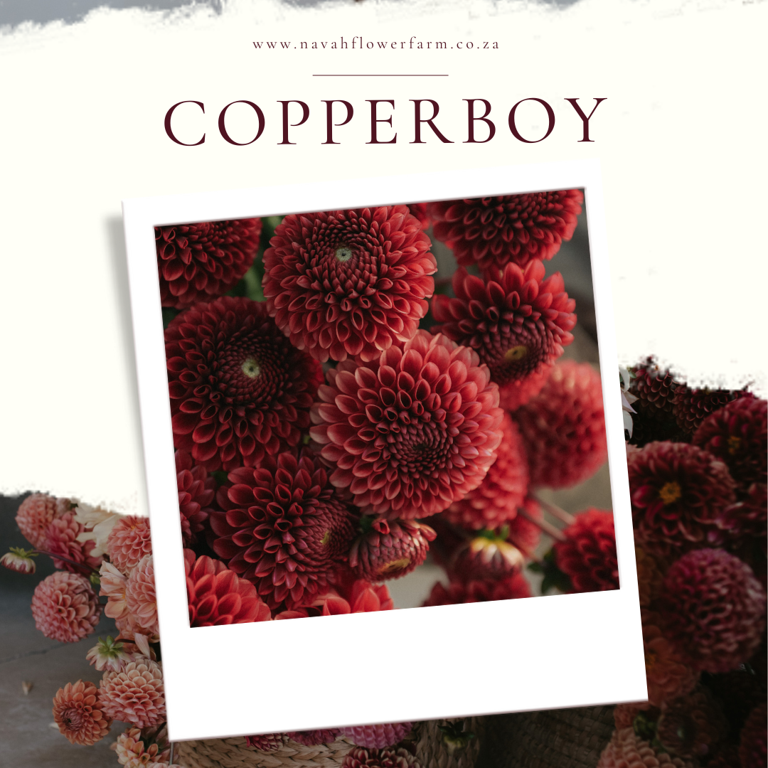 COPPER BOY - 1 CLUMP – Navah Flower Farm