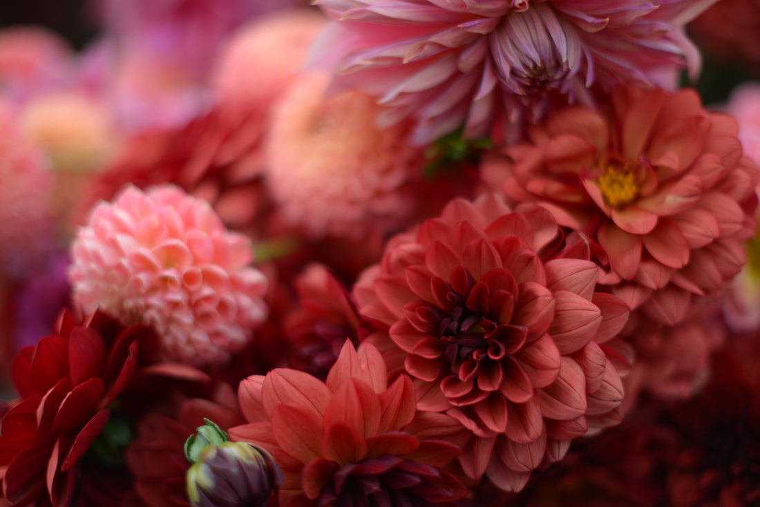 Navah Flower Farm