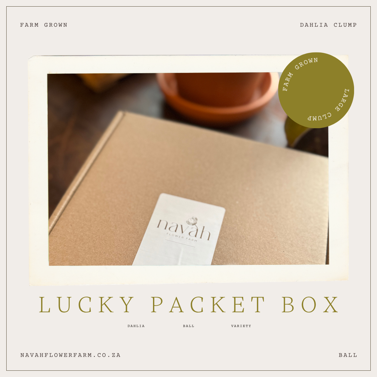 LUCKY PACKET - 12 SINGLE TUBERS – Navah Flower Farm