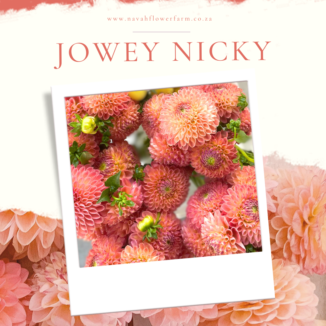 JOWEY NICKY - 1 CLUMP – Navah Flower Farm