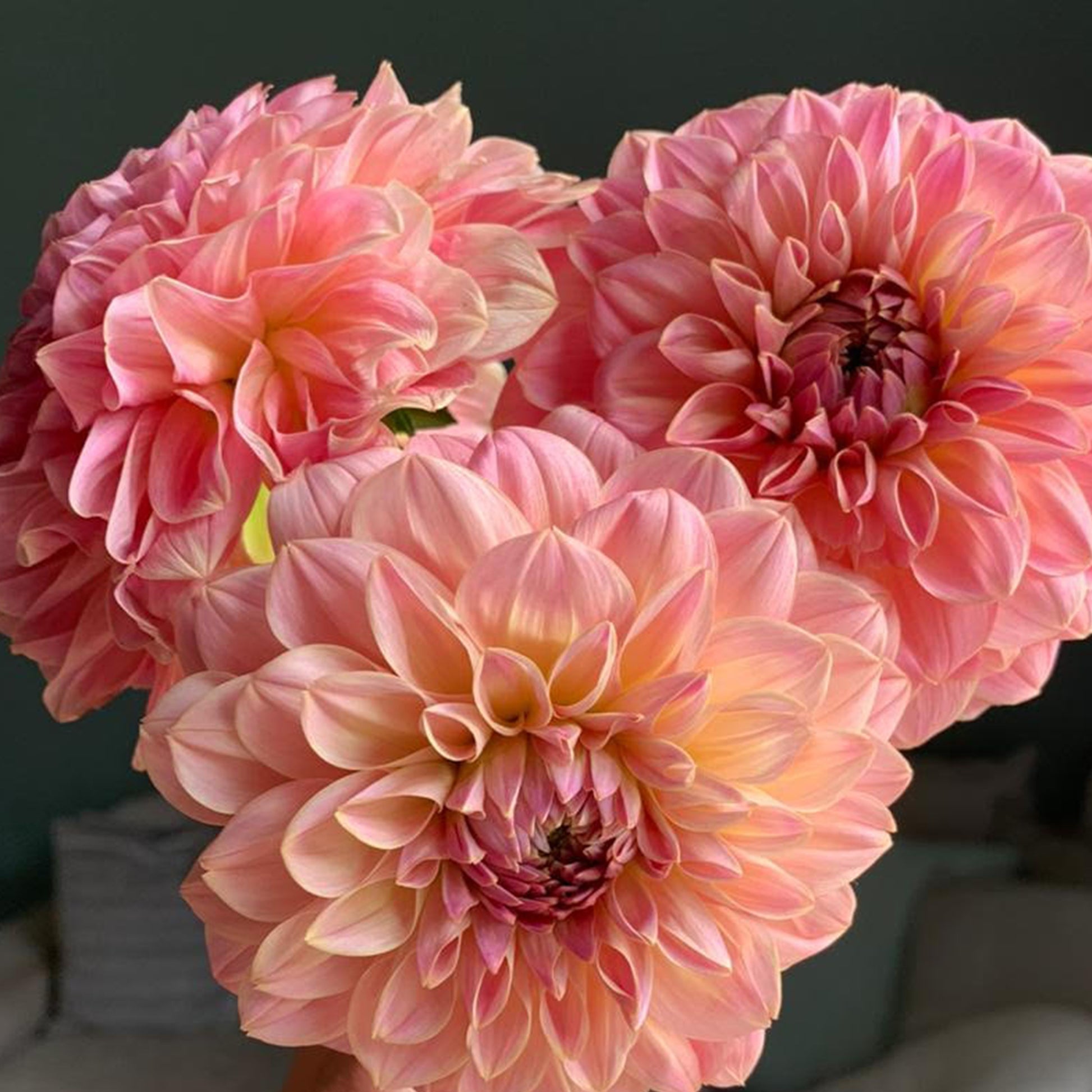 PRETTY CORAL – Navah Flower Farm