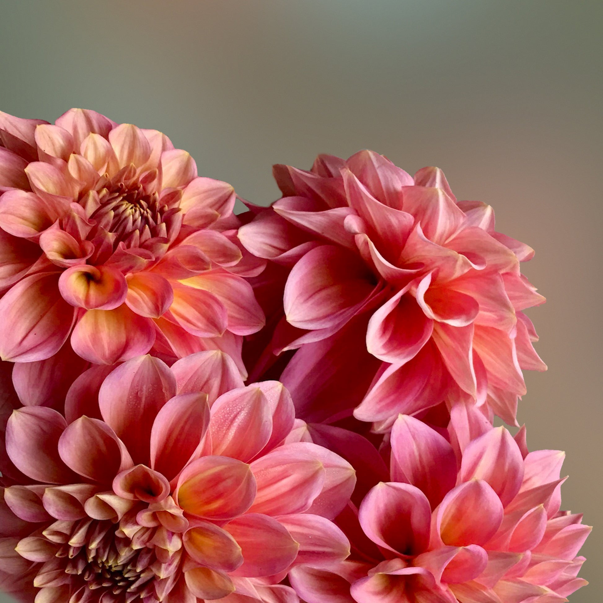 PRETTY CORAL – Navah Flower Farm